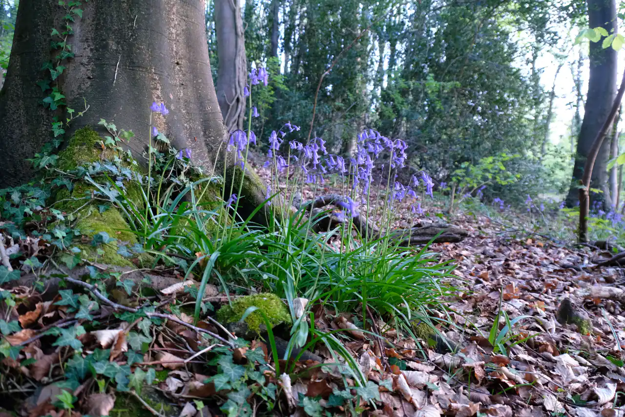 Co-own Slade Wood - Stroudwoods