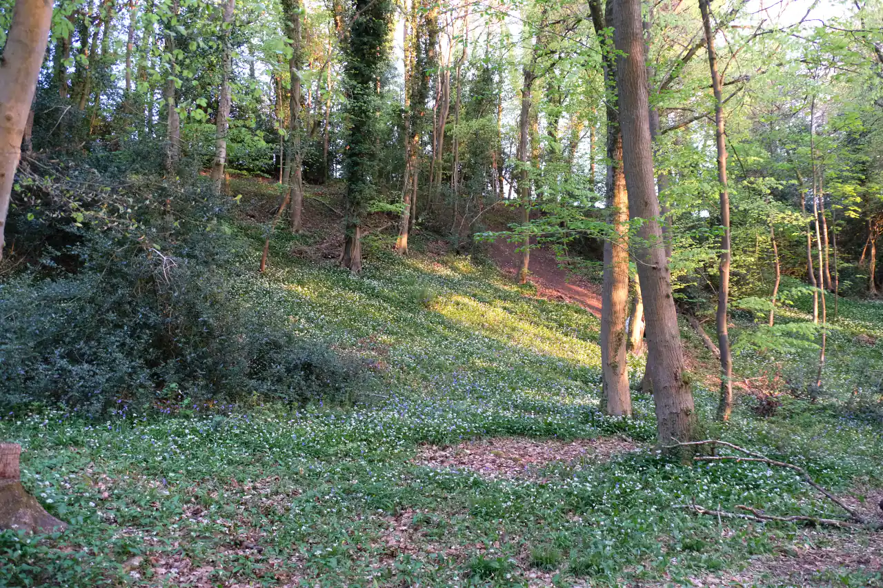 Buy Shares in Slade Wood - Stroudwoods